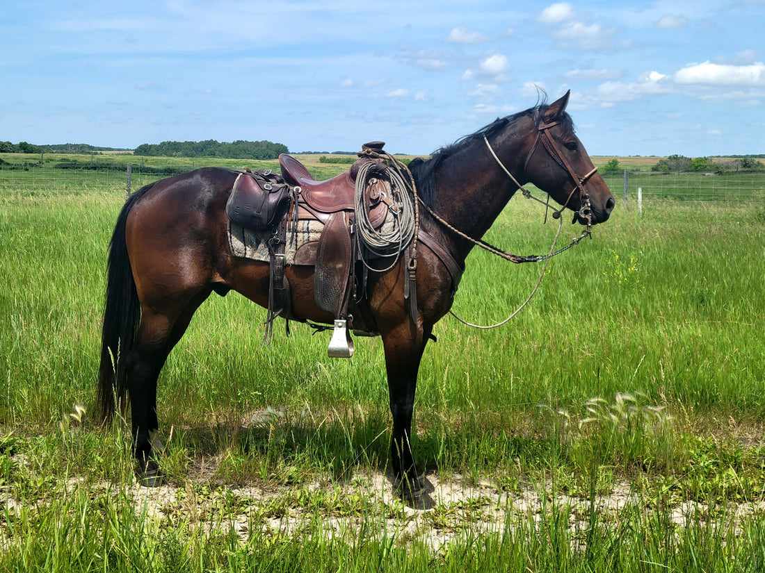 Cromer Cattle Company INC.